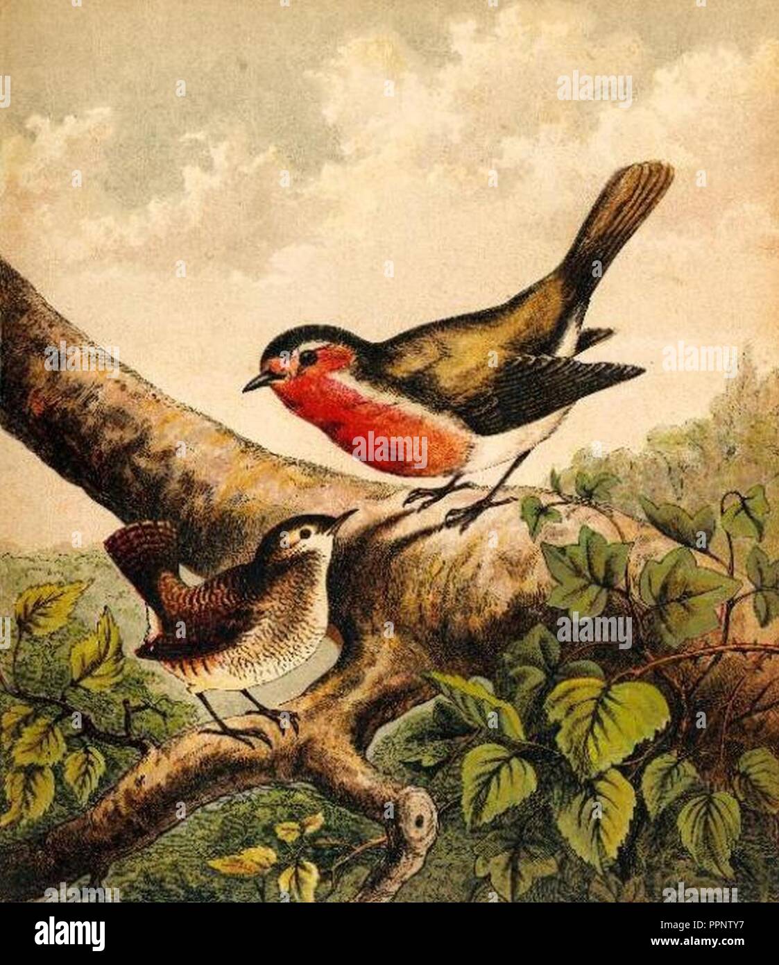 Book Illustration of a Robin and Wren Stock Photo - Alamy