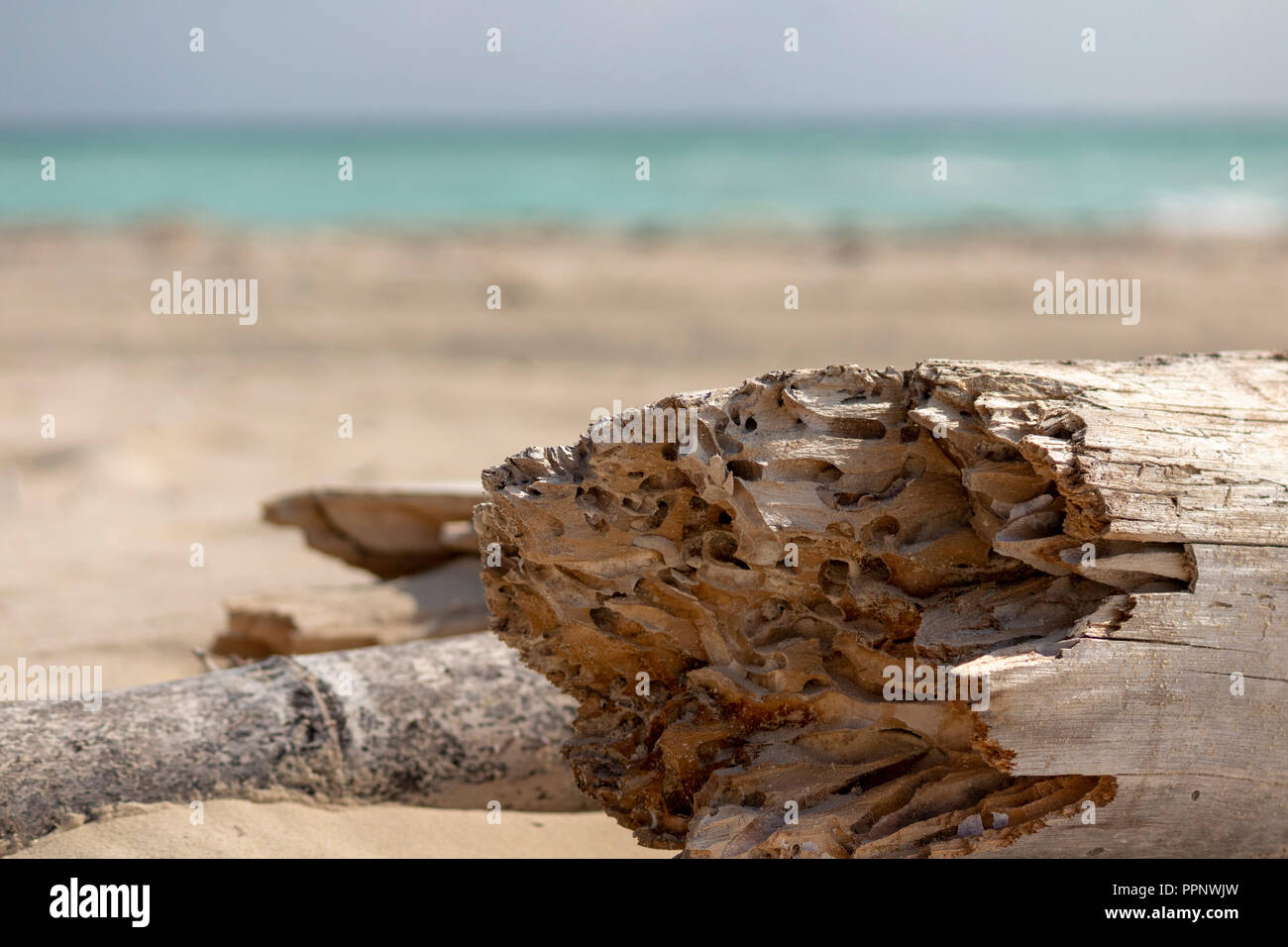 These trunks are now home to termite colonies. They are dry floating ...