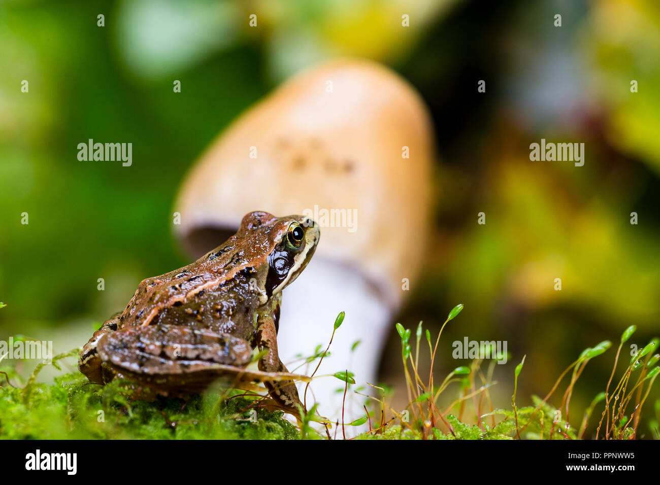 Common frog in autumn - a studio shot Stock Photo - Alamy