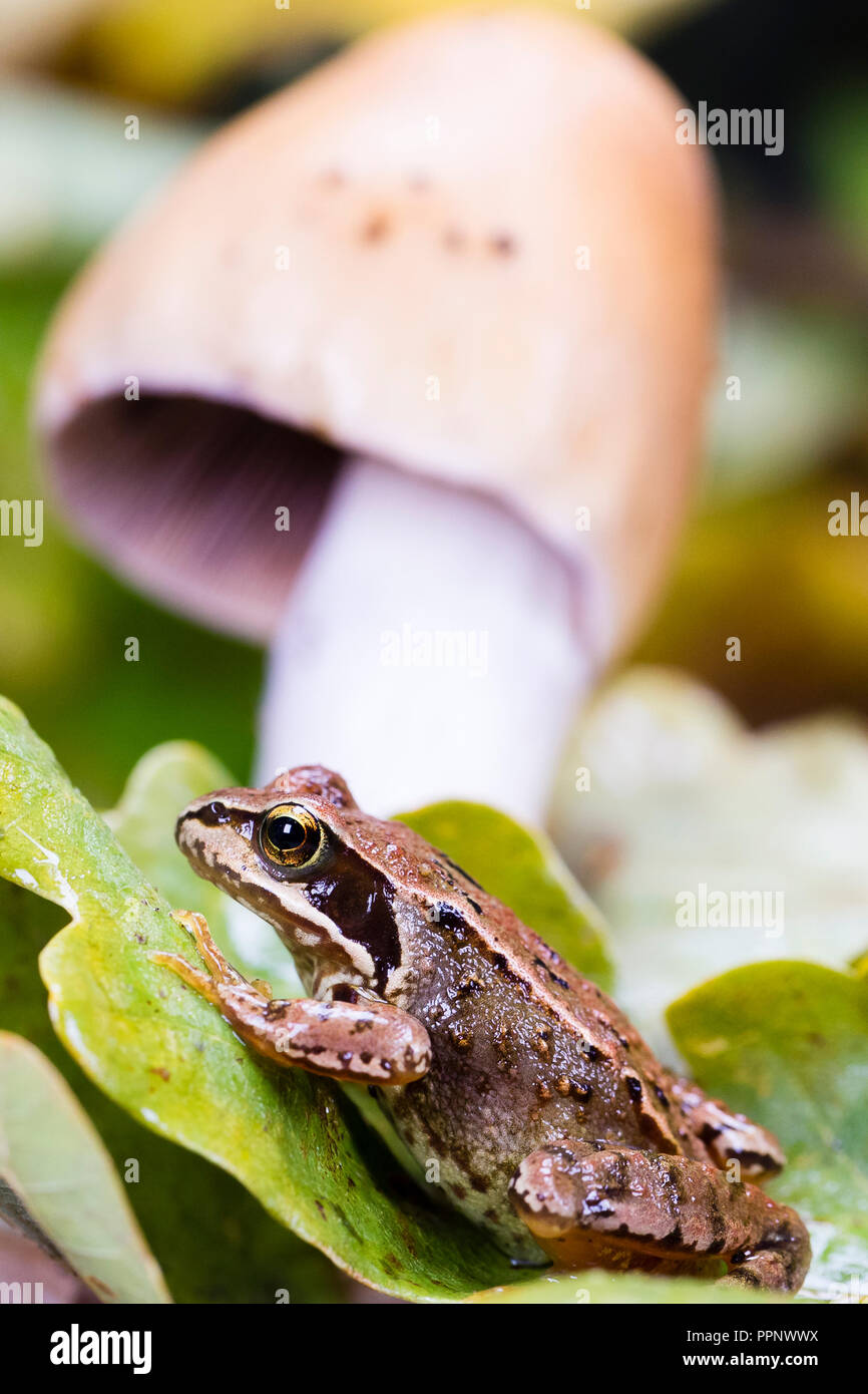 Common frog in autumn - a studio shot Stock Photo - Alamy