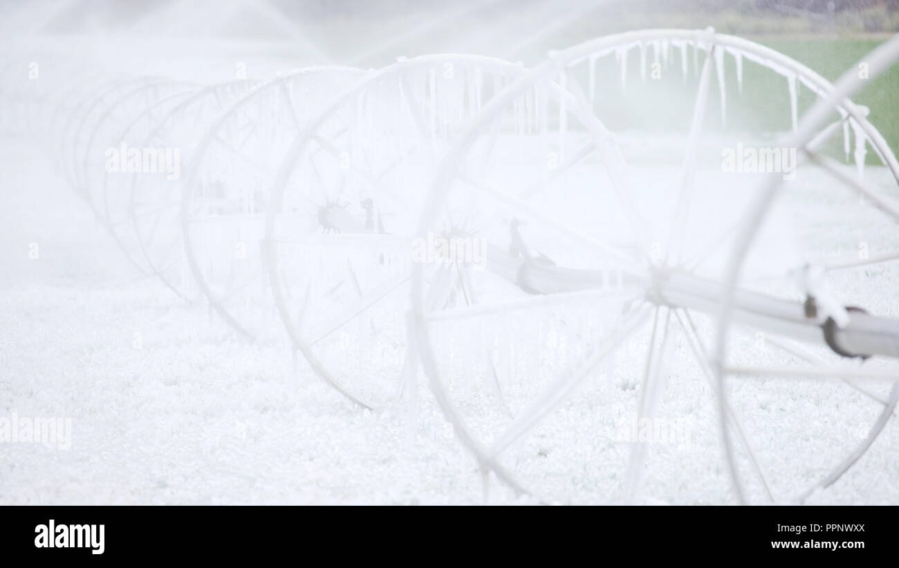 Frozen sprinkler system with melting ice watering grass on farm Stock ...