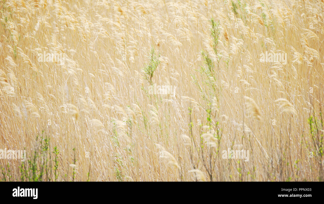 Golden grass blowing in the wind hi-res stock photography and images ...