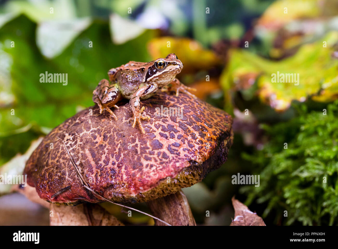 Common frog in autumn - a studio shot Stock Photo - Alamy