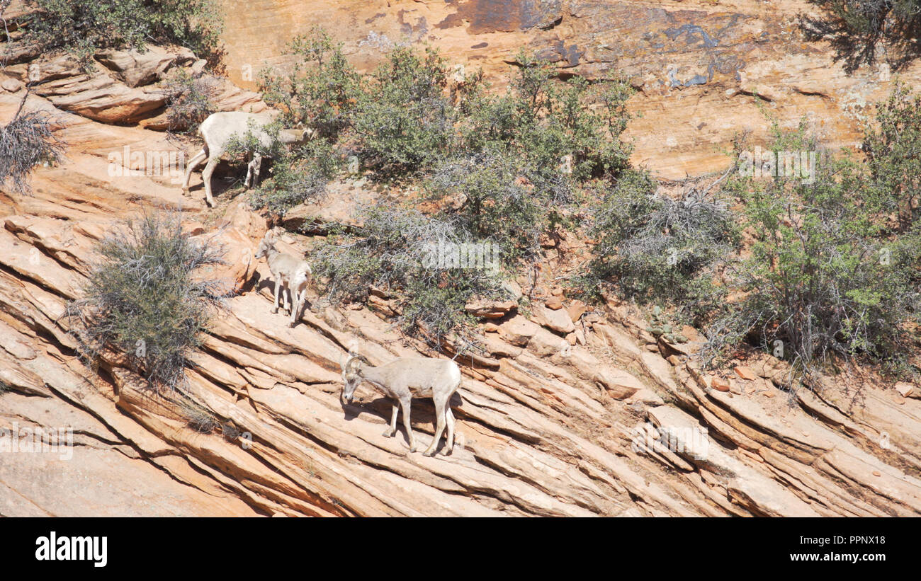 Family of wild goats eating dry vegetation inside canyon Stock Photo ...