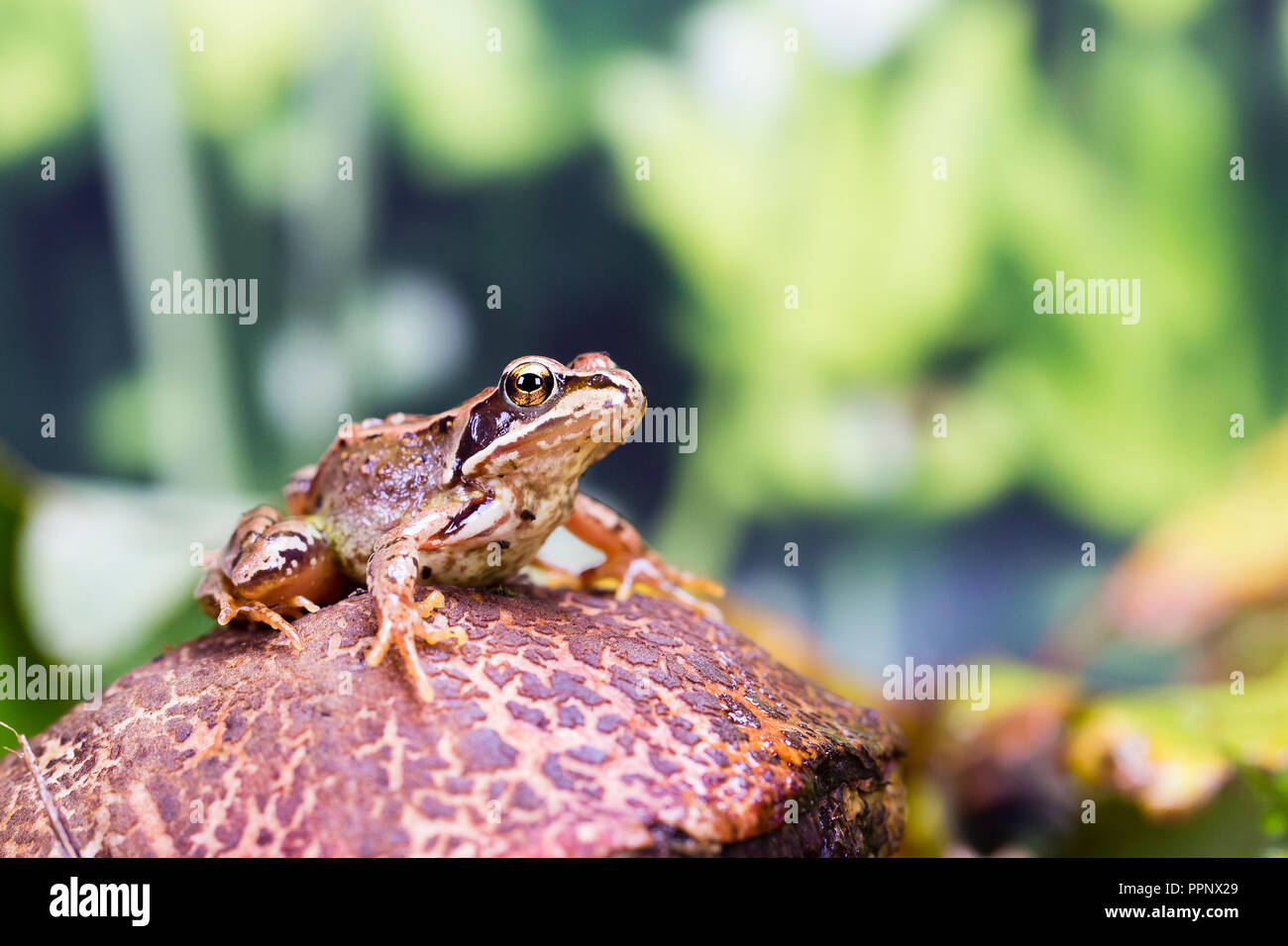 Common frog in autumn - a studio shot Stock Photo - Alamy
