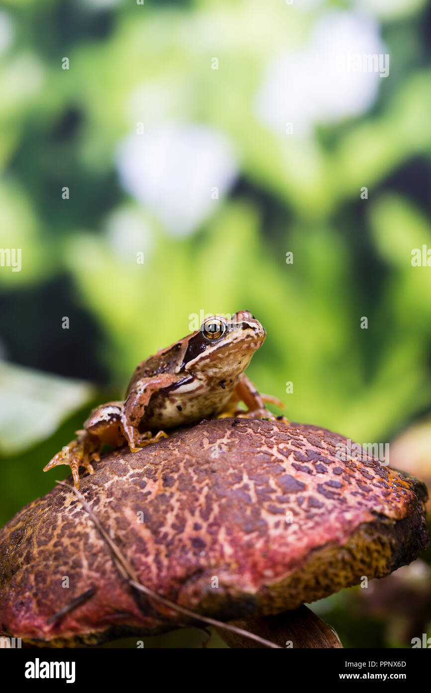 Common frog in autumn - a studio shot Stock Photo - Alamy