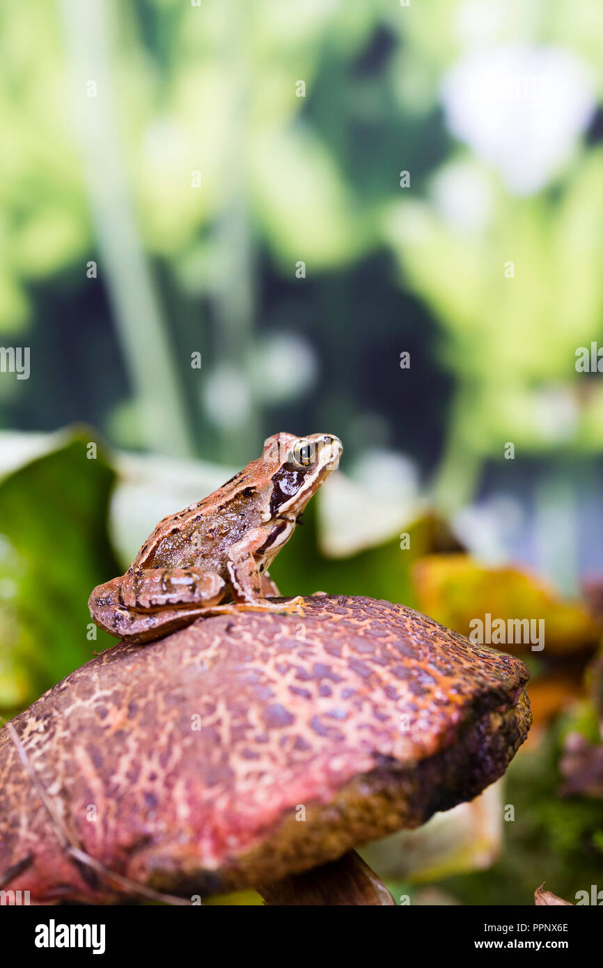 Common frog in autumn - a studio shot Stock Photo - Alamy