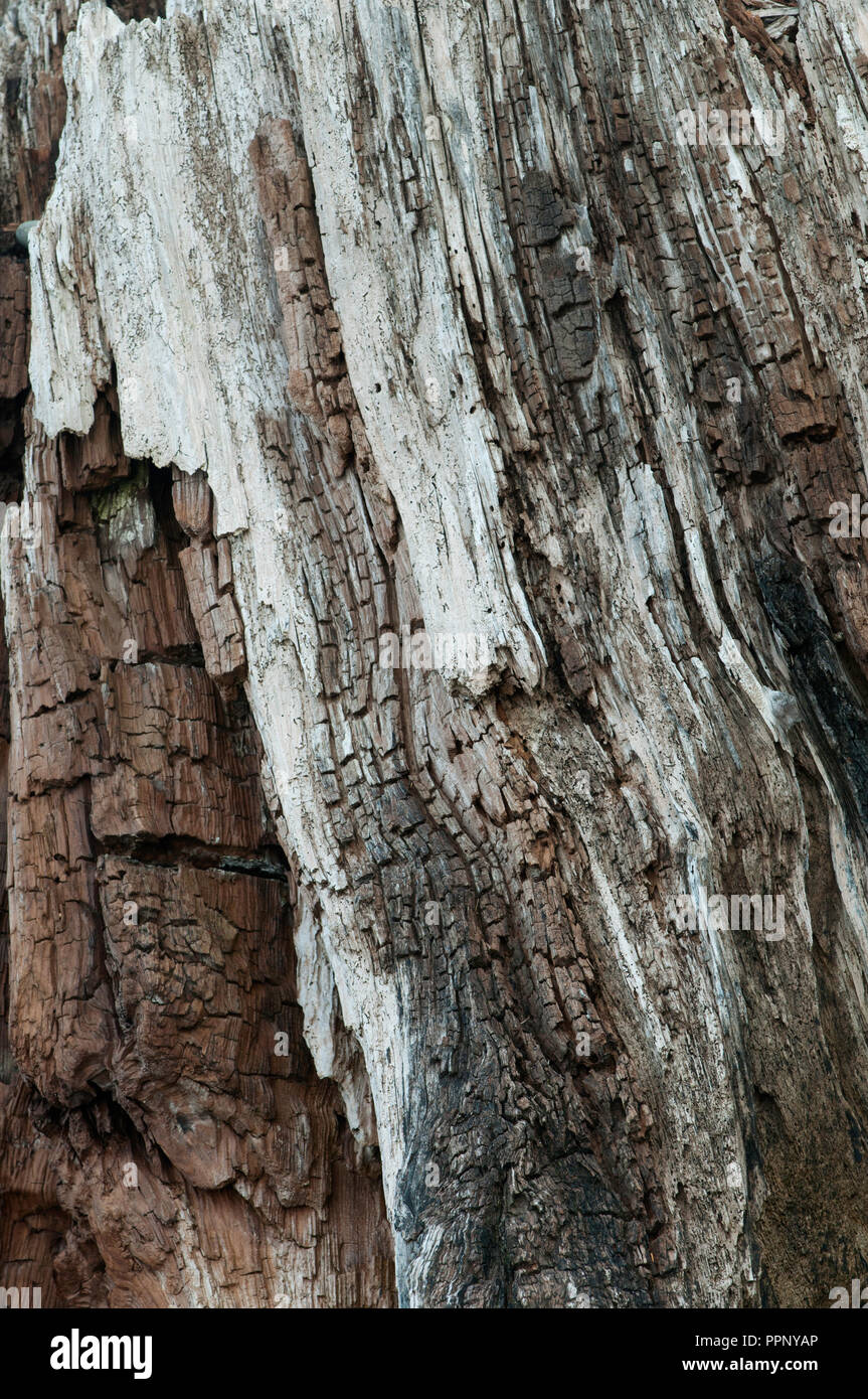 The shape of canadian wood Stock Photo - Alamy