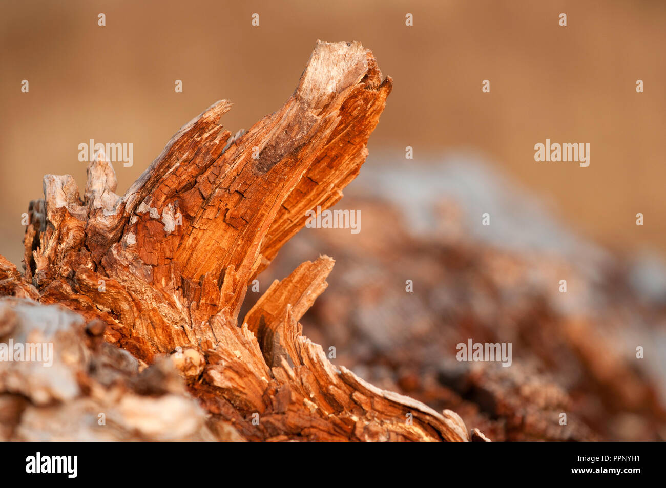 The shape of canadian wood Stock Photo - Alamy