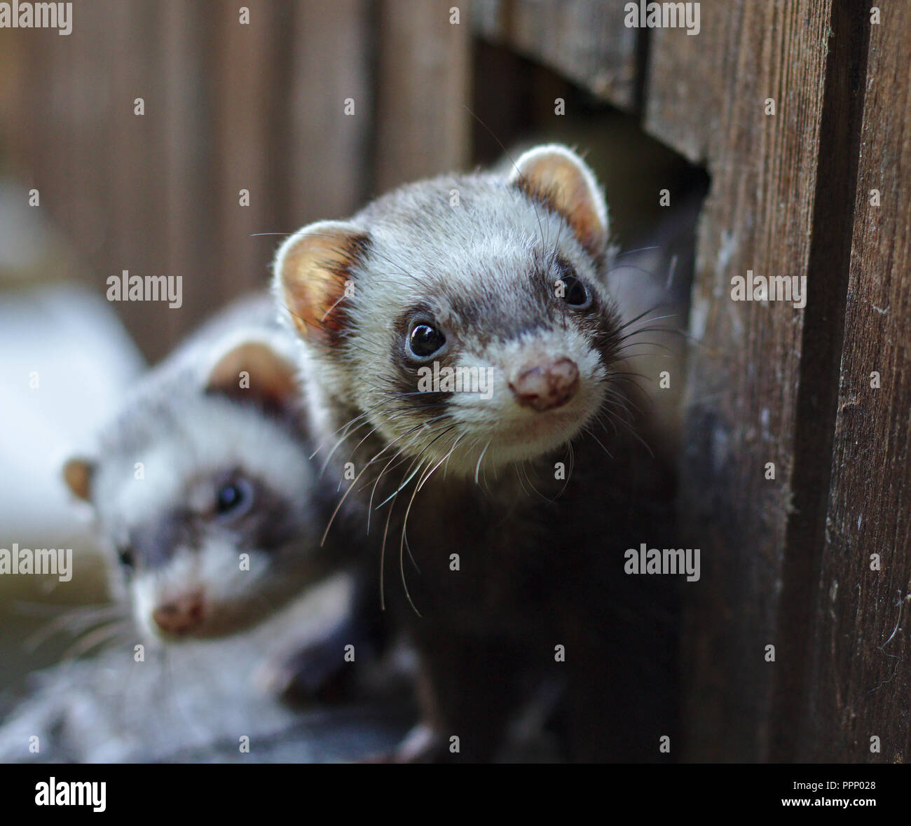 Two furry animals hi-res stock photography and images - Alamy