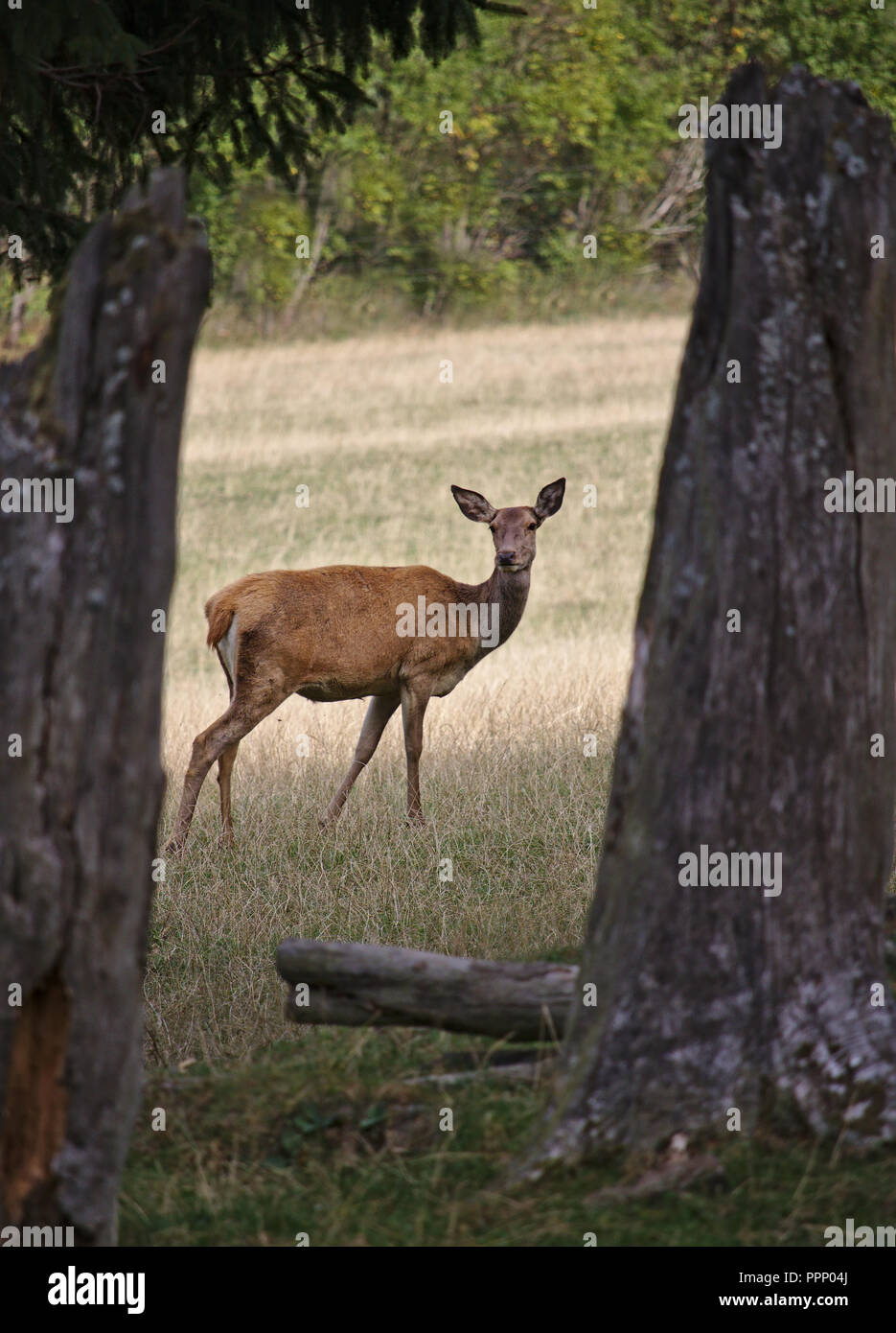Female red deer in a clearing framed by two tree trunks looking at the ...