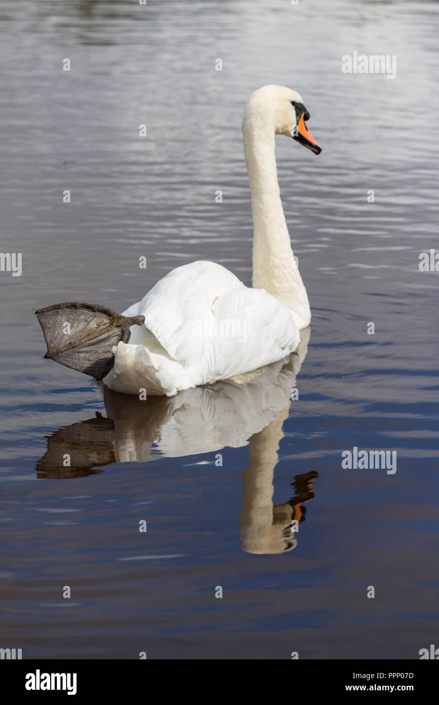 Swan Foot High Resolution Stock Photography and Images - Alamy