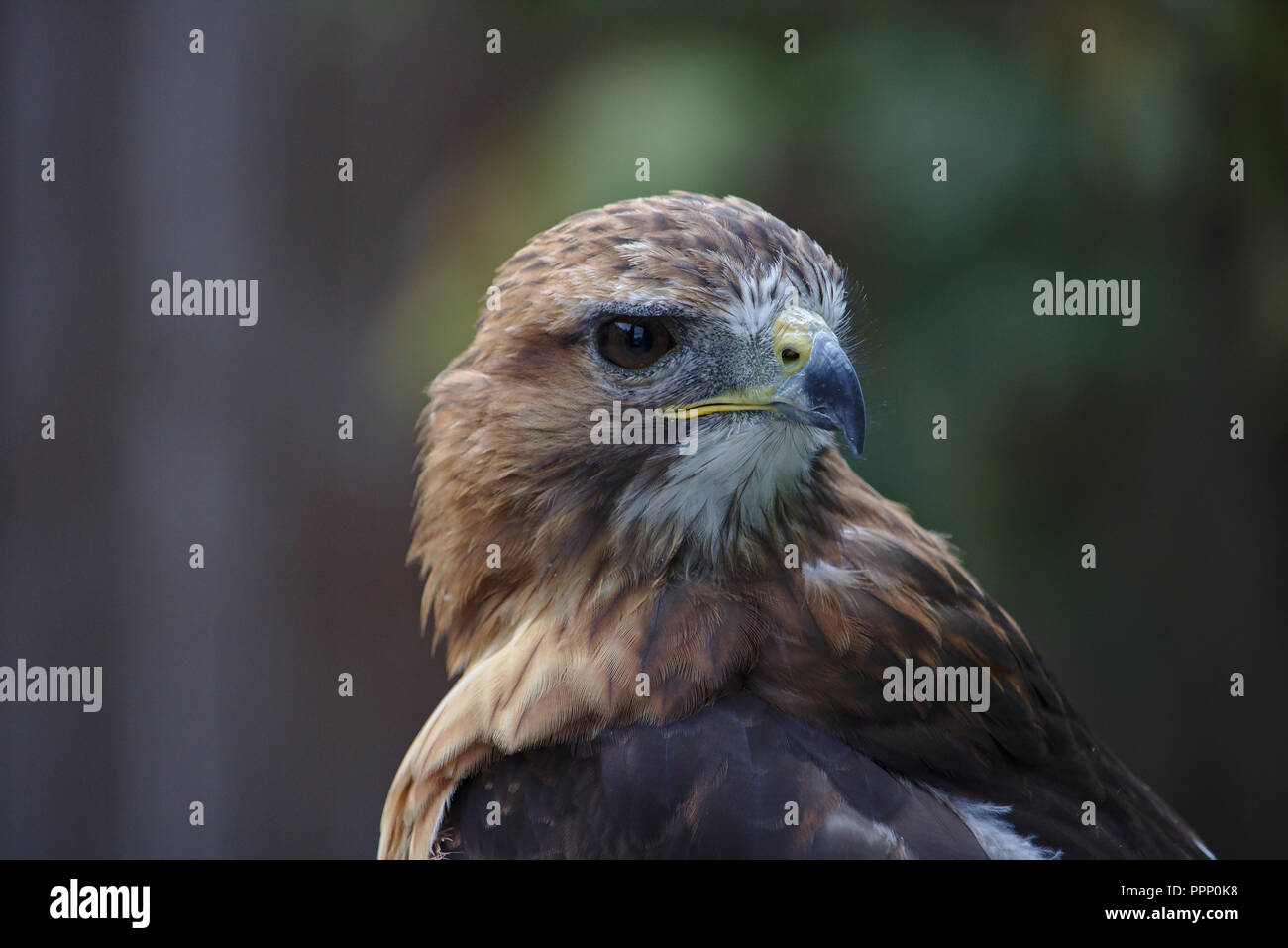 Close up red tailed hawk hi-res stock photography and images - Alamy