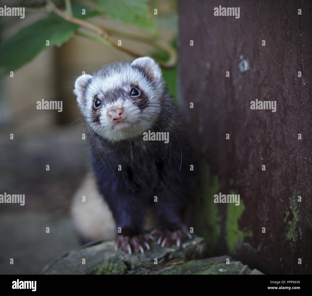 Happy ferret hi-res stock photography and images - Alamy