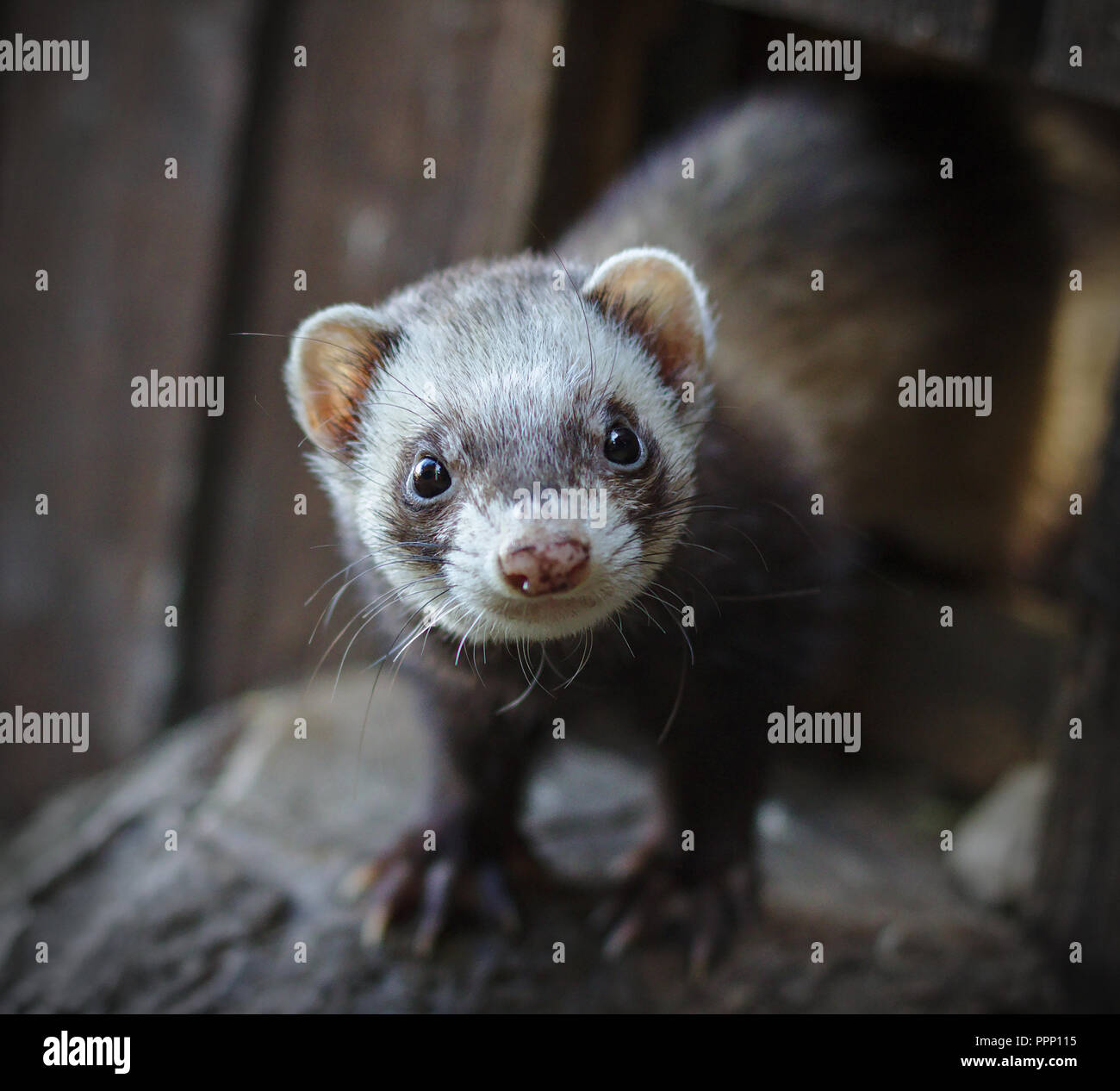Predator ferret hi-res stock photography and images - Alamy