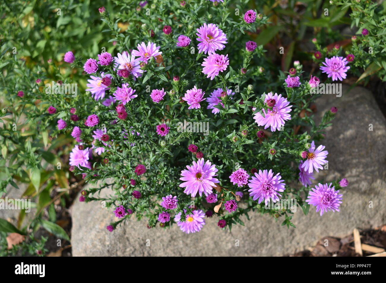 Beautiful violet home flowers hi-res stock photography and images - Alamy