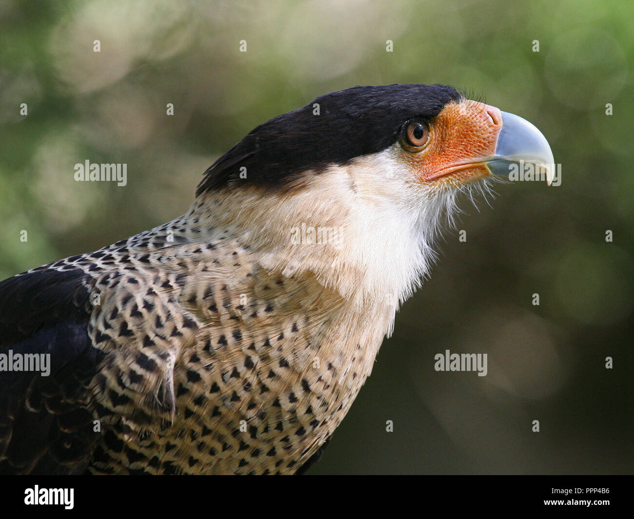 Raptor profile hi-res stock photography and images - Alamy