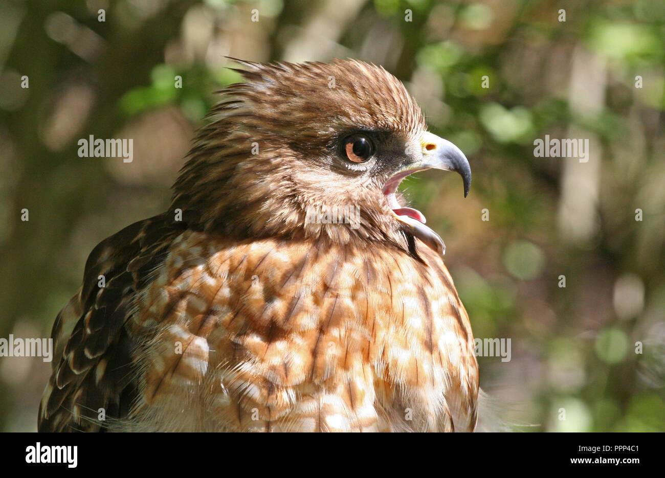 Hawk profile hi-res stock photography and images - Alamy