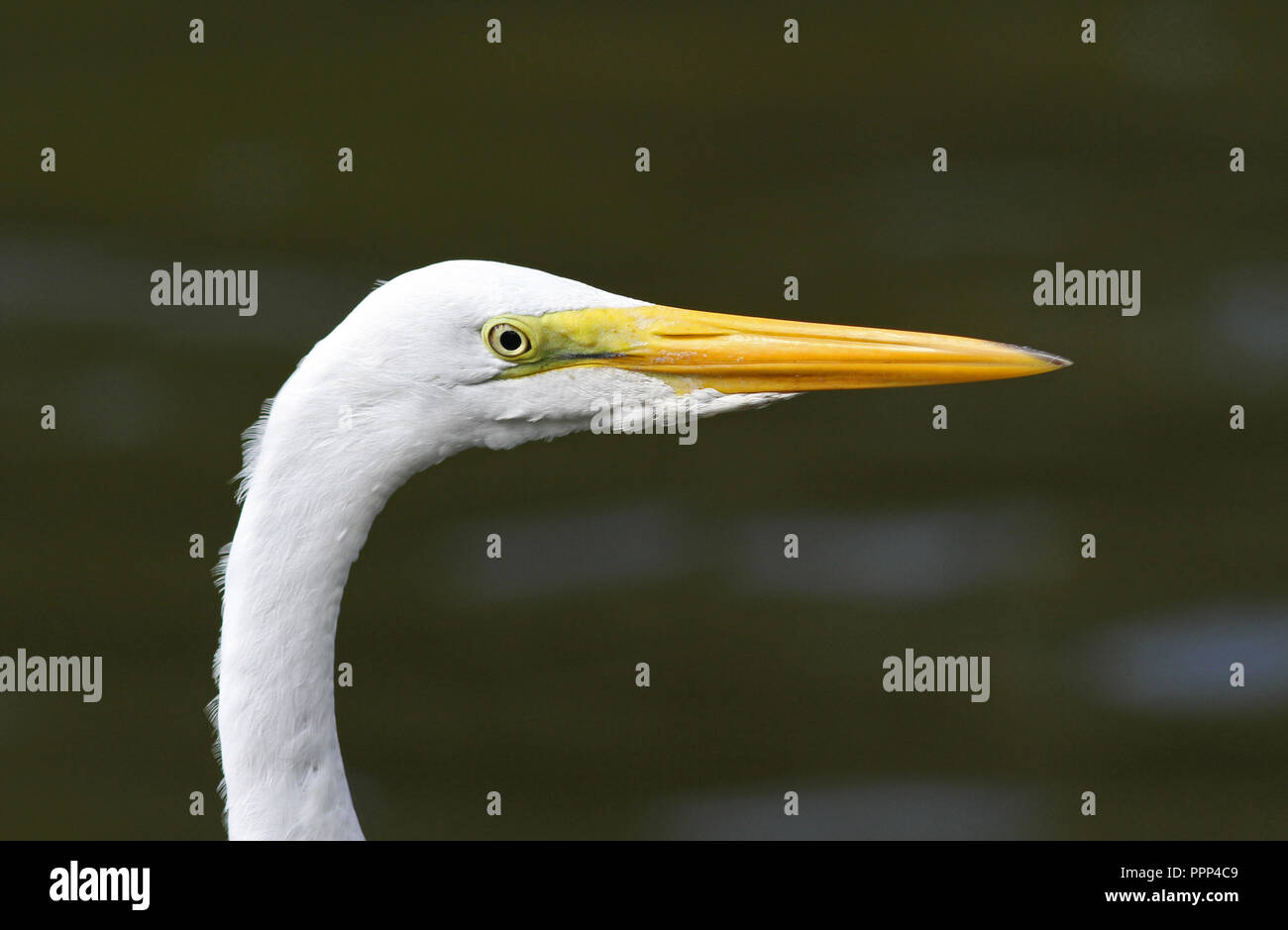 Great white egret face hi-res stock photography and images - Alamy