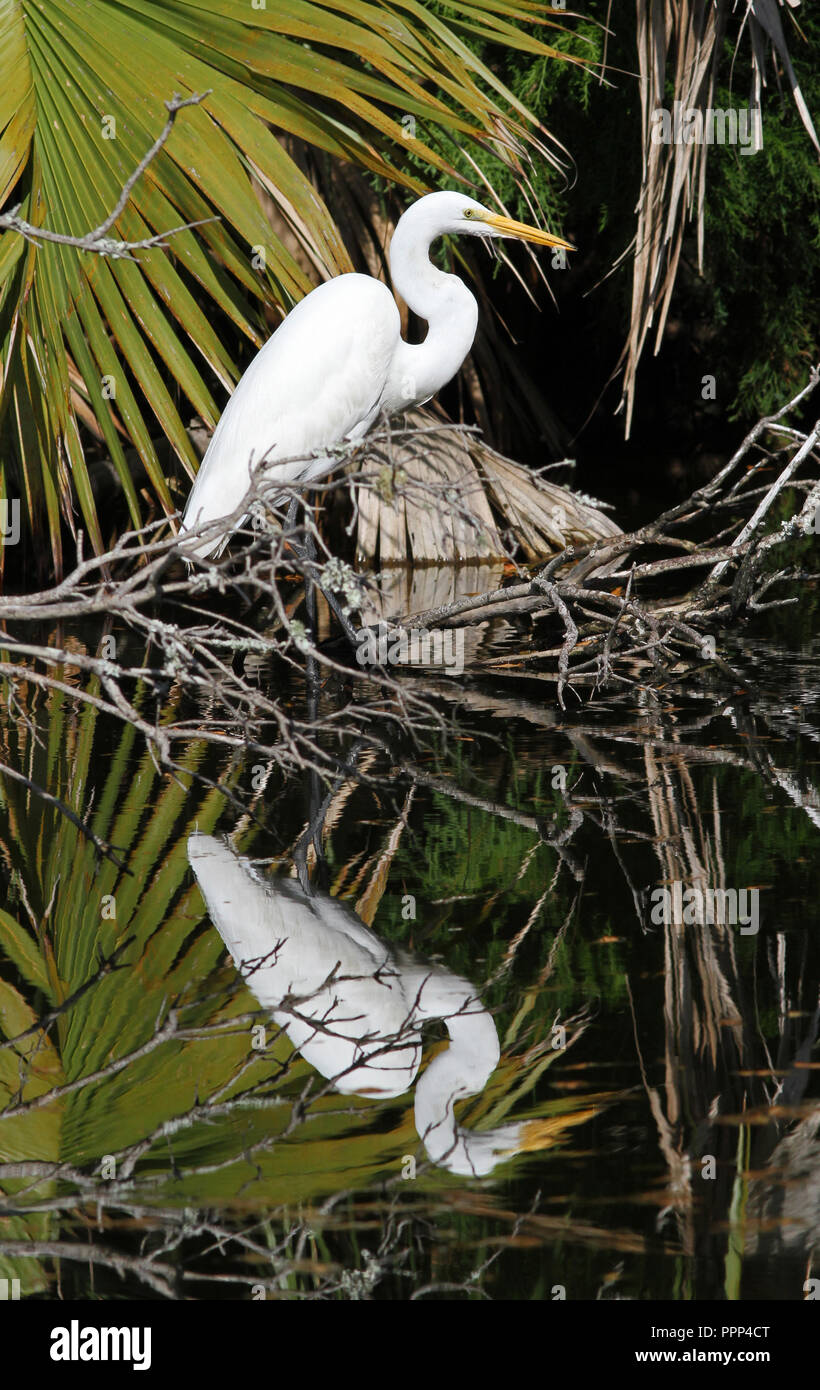 Great egret reflected in a wetland pond Stock Photo - Alamy