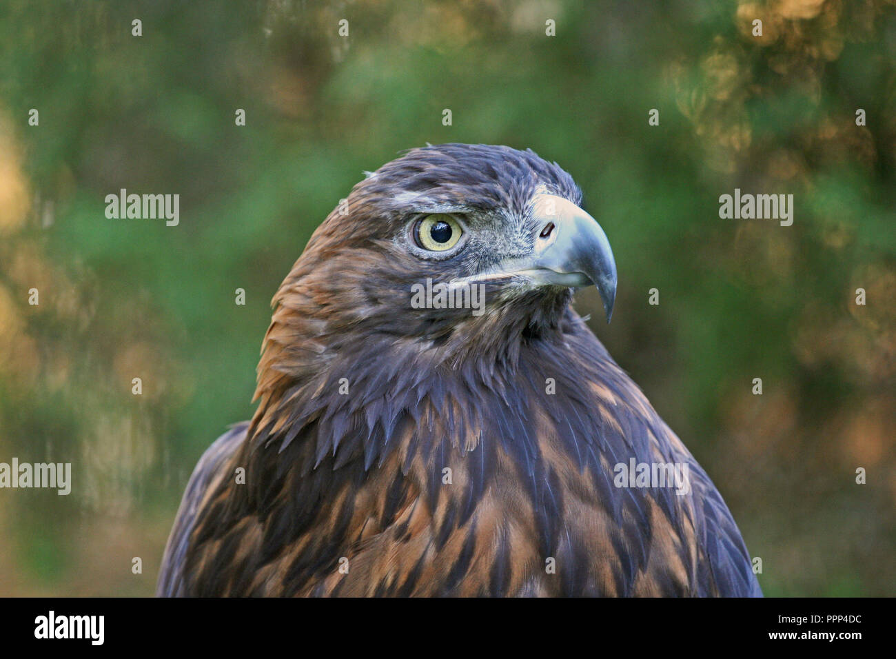 Powerful raptor hi-res stock photography and images - Alamy