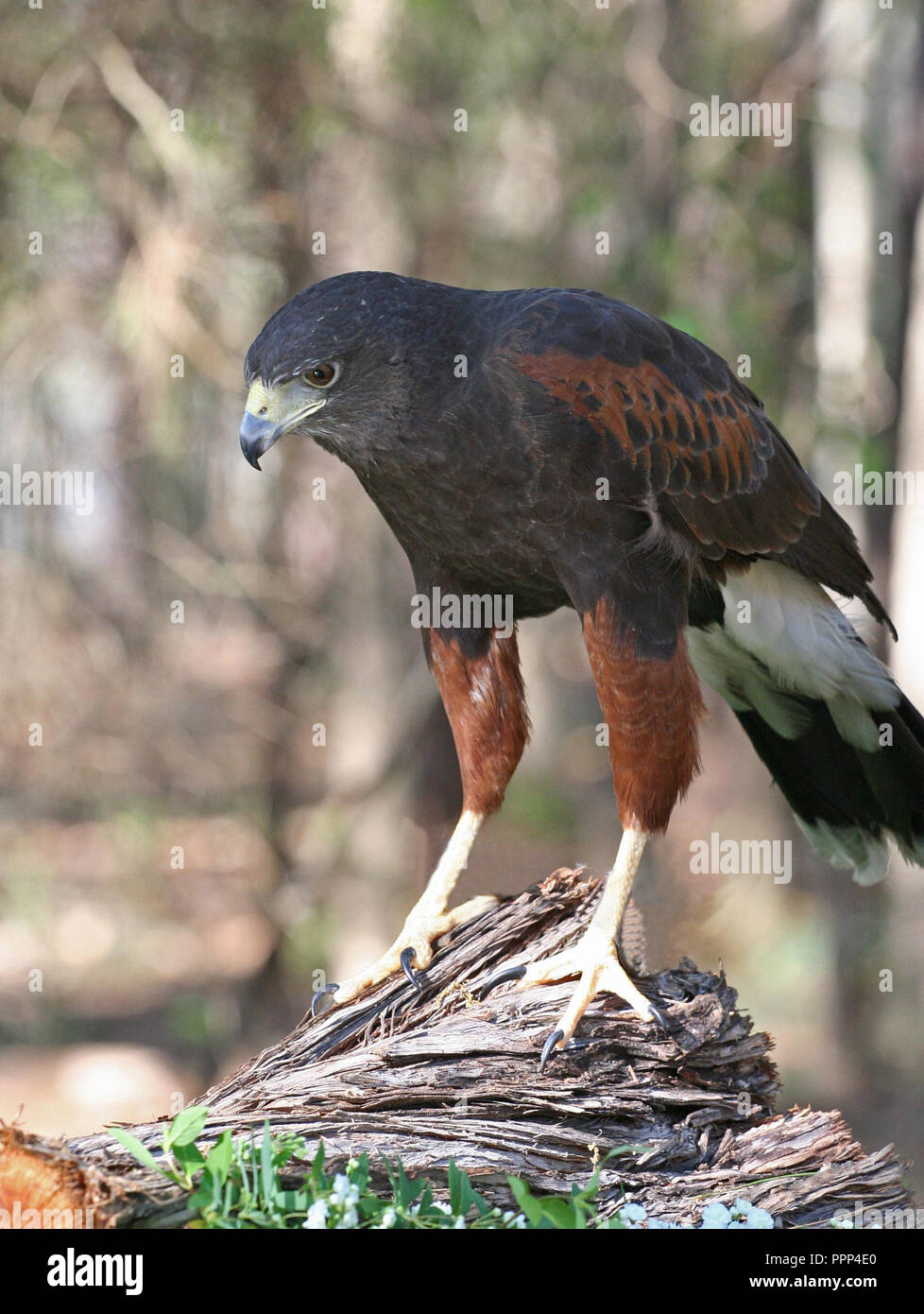 Harris hawk and talons hi-res stock photography and images - Alamy