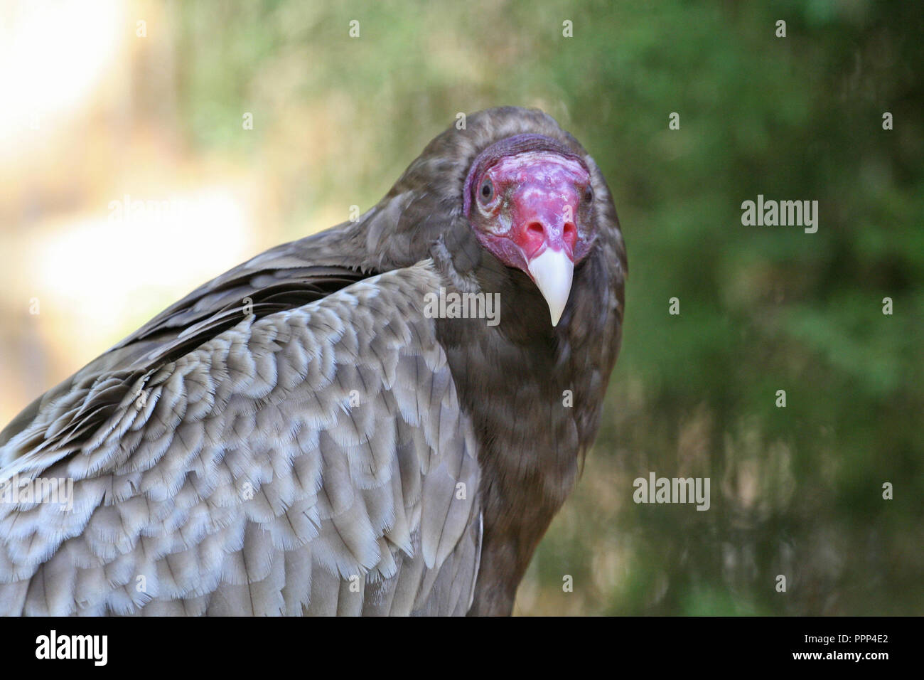 Wild turkey beak hi-res stock photography and images - Alamy