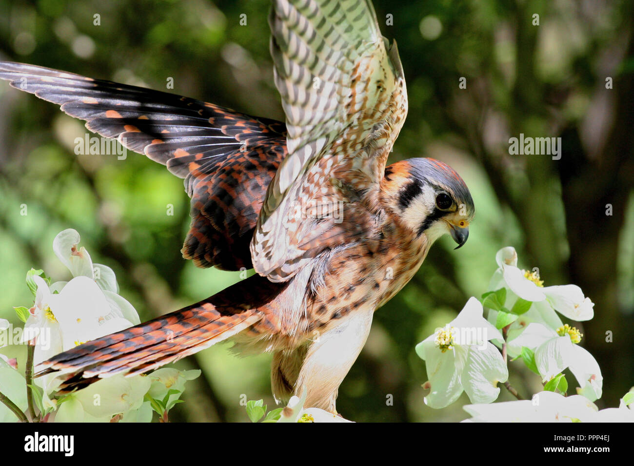 American Kestrel Raptor with Wings Spread Stock Photo - Alamy