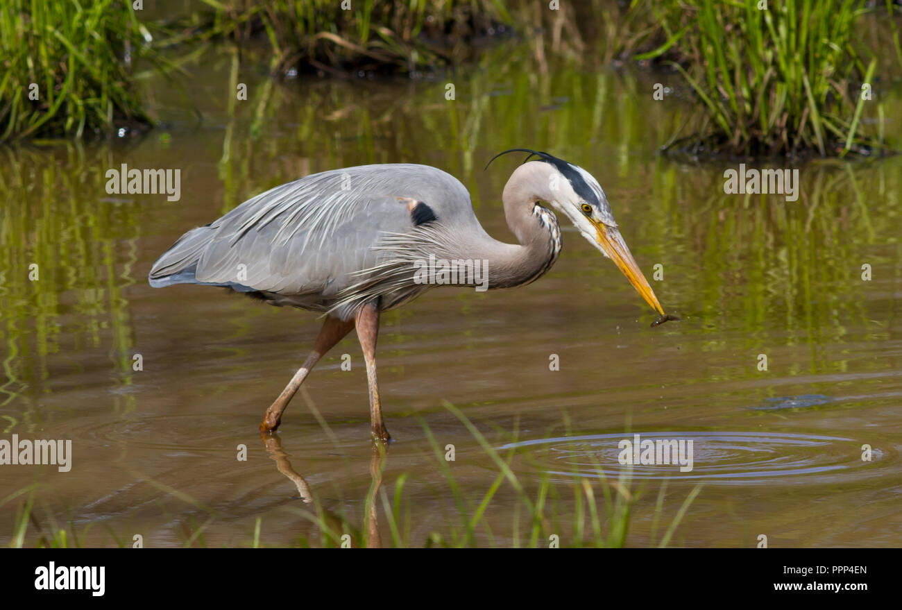 A great blue heron feeding in a North Carolina wetlands Stock Photo - Alamy