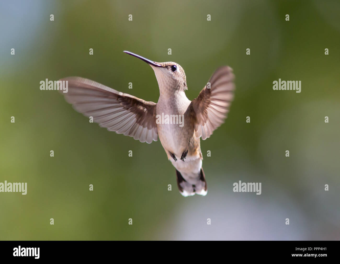 A female ruby-throated hummingbird in flight Stock Photo - Alamy