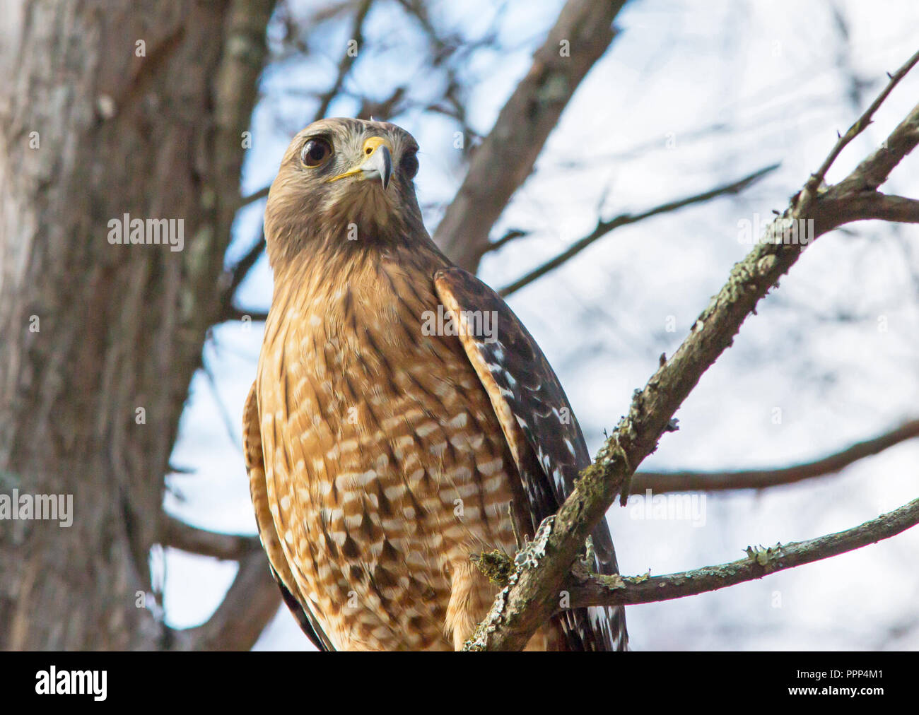Red shouldered hawk hi-res stock photography and images - Alamy