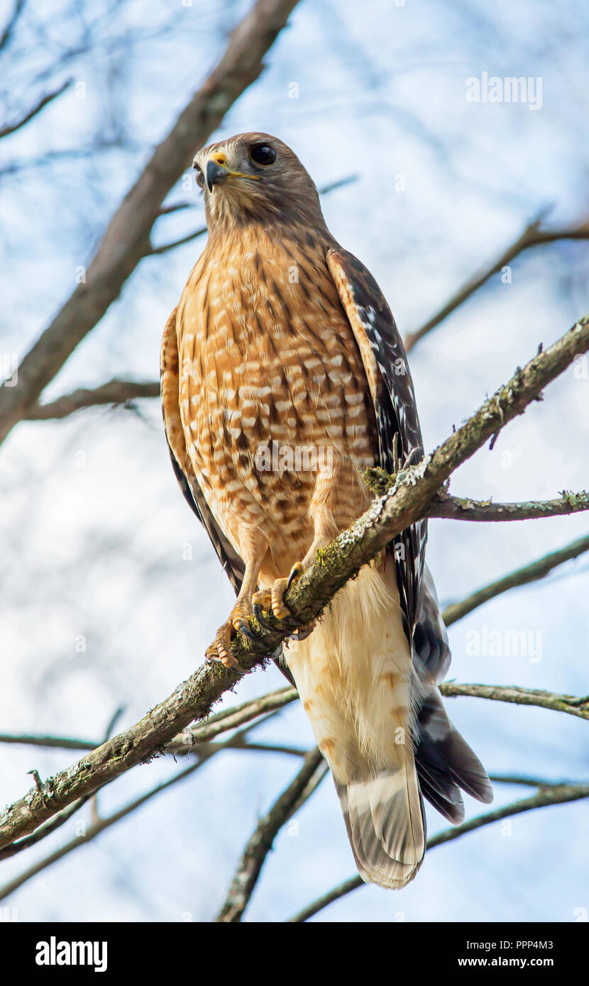 Animal red shouldered hawk tree hawk bird hi-res stock photography and ...