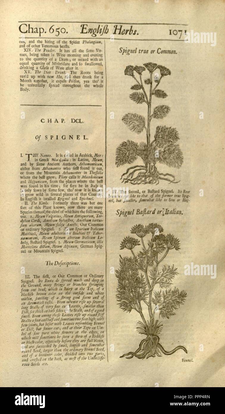 Botanologia, the English herbal, or, History of plants (Page 1069 Stock ...