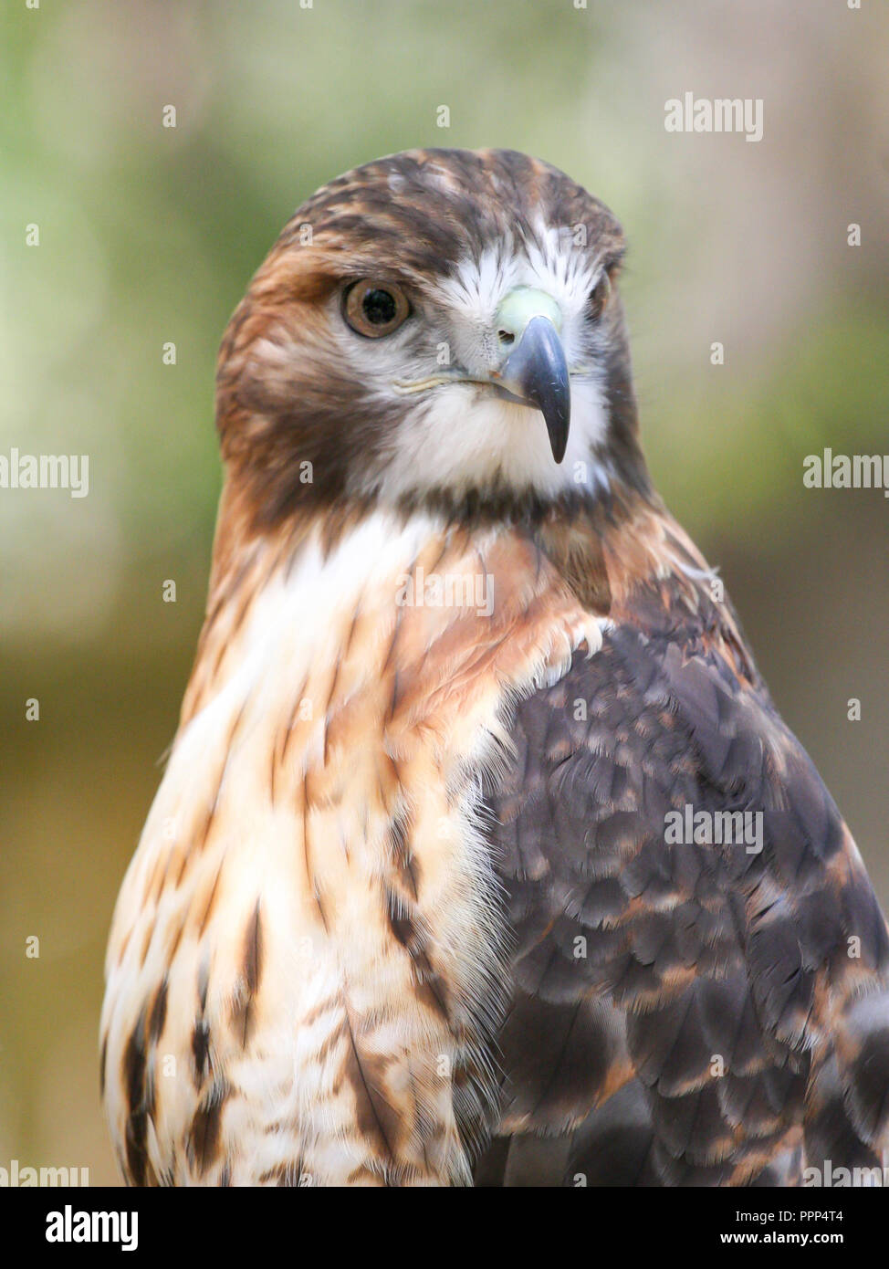Head-and-Shoulders Closeup of a Red Tailed Hawk Stock Photo - Alamy