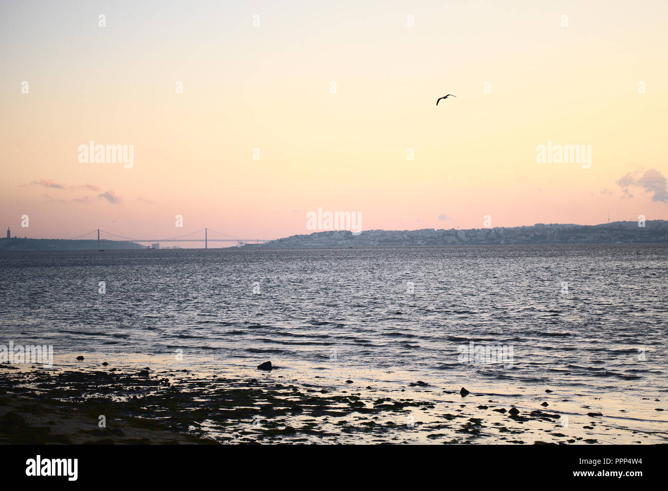 Tagus estuary reserve hi-res stock photography and images - Alamy