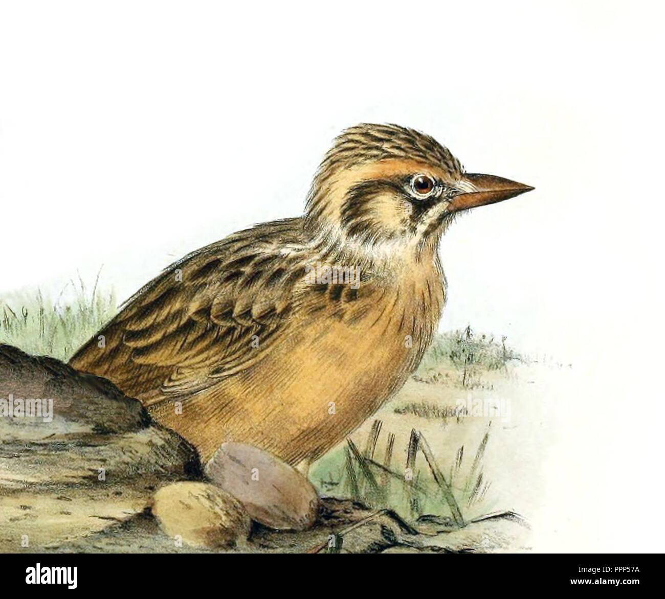 Botha Calandrella Gronvold (cropped Stock Photo - Alamy