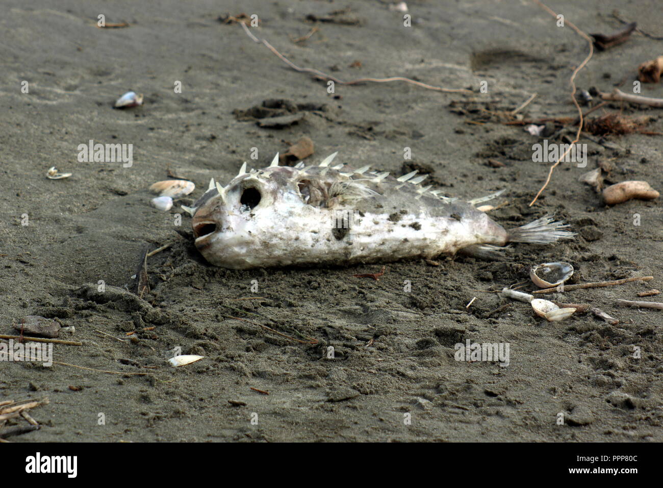 Tuna fish heads hi-res stock photography and images - Alamy