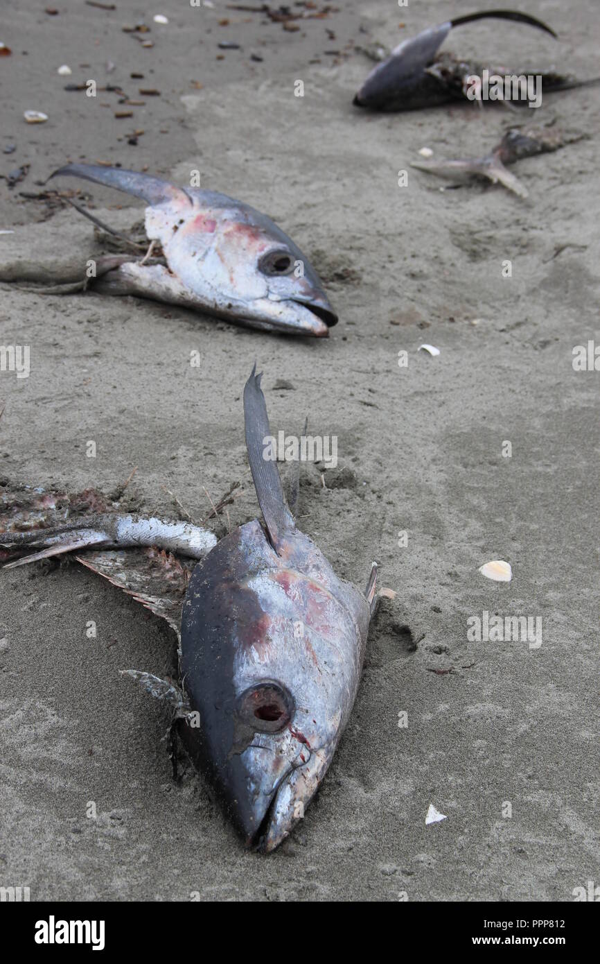 Tuna fish heads hi-res stock photography and images - Alamy