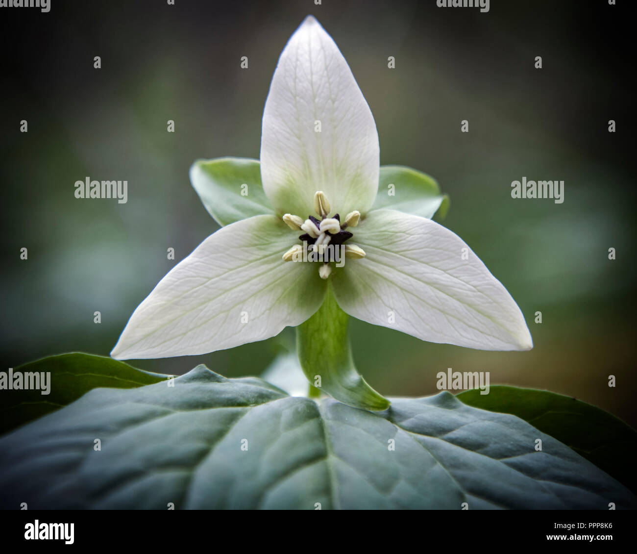 Trilium flower hi-res stock photography and images - Alamy