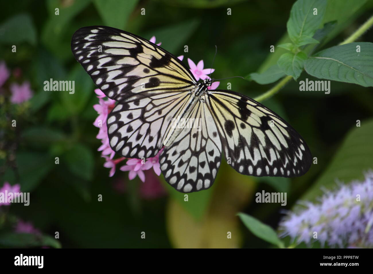 Yellow Monarch Butterfly Close Up Stock Photo - Alamy