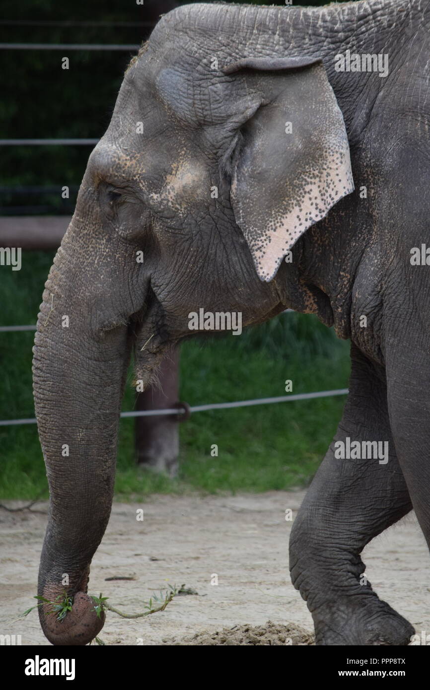 Adult elephant hi-res stock photography and images - Alamy