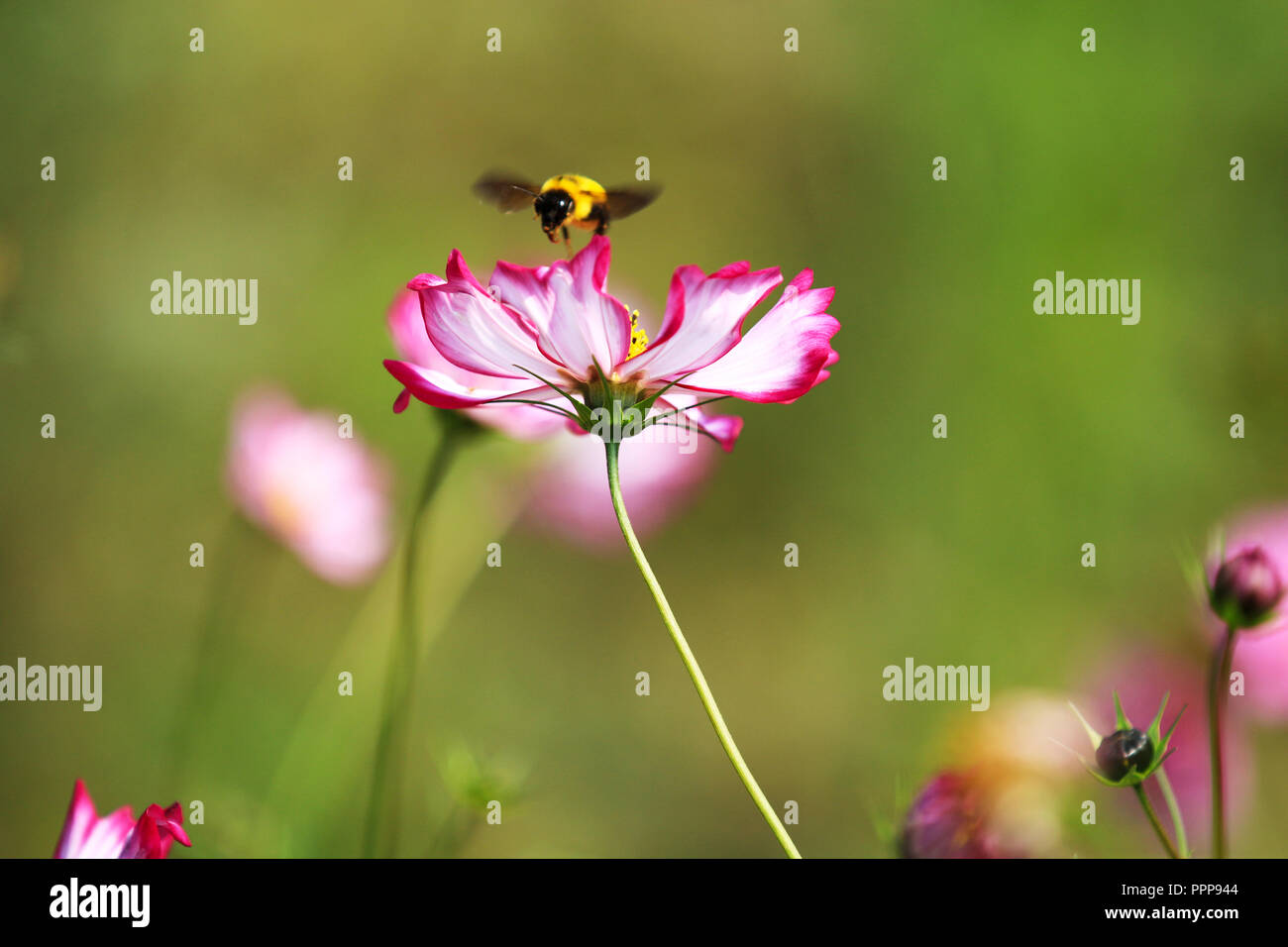 Persian insect flower hi-res stock photography and images - Alamy