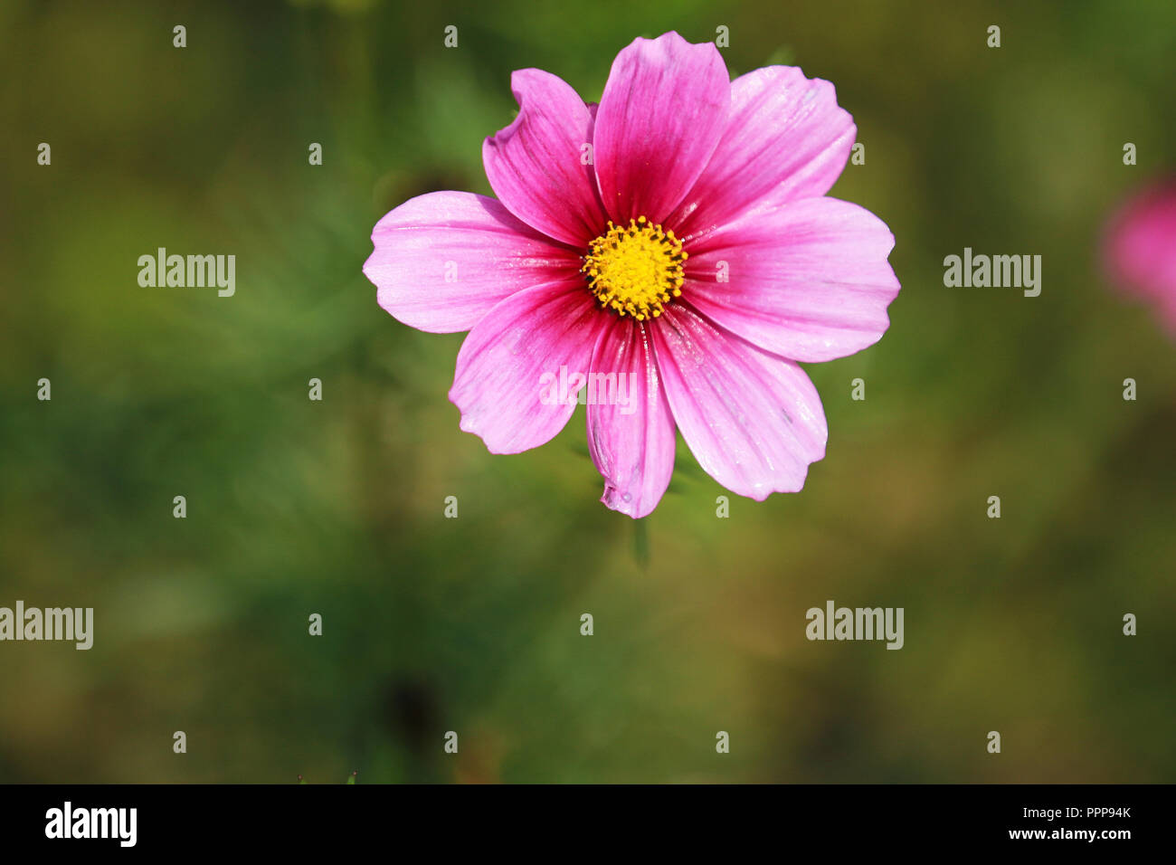 Persian daisy hi-res stock photography and images - Alamy