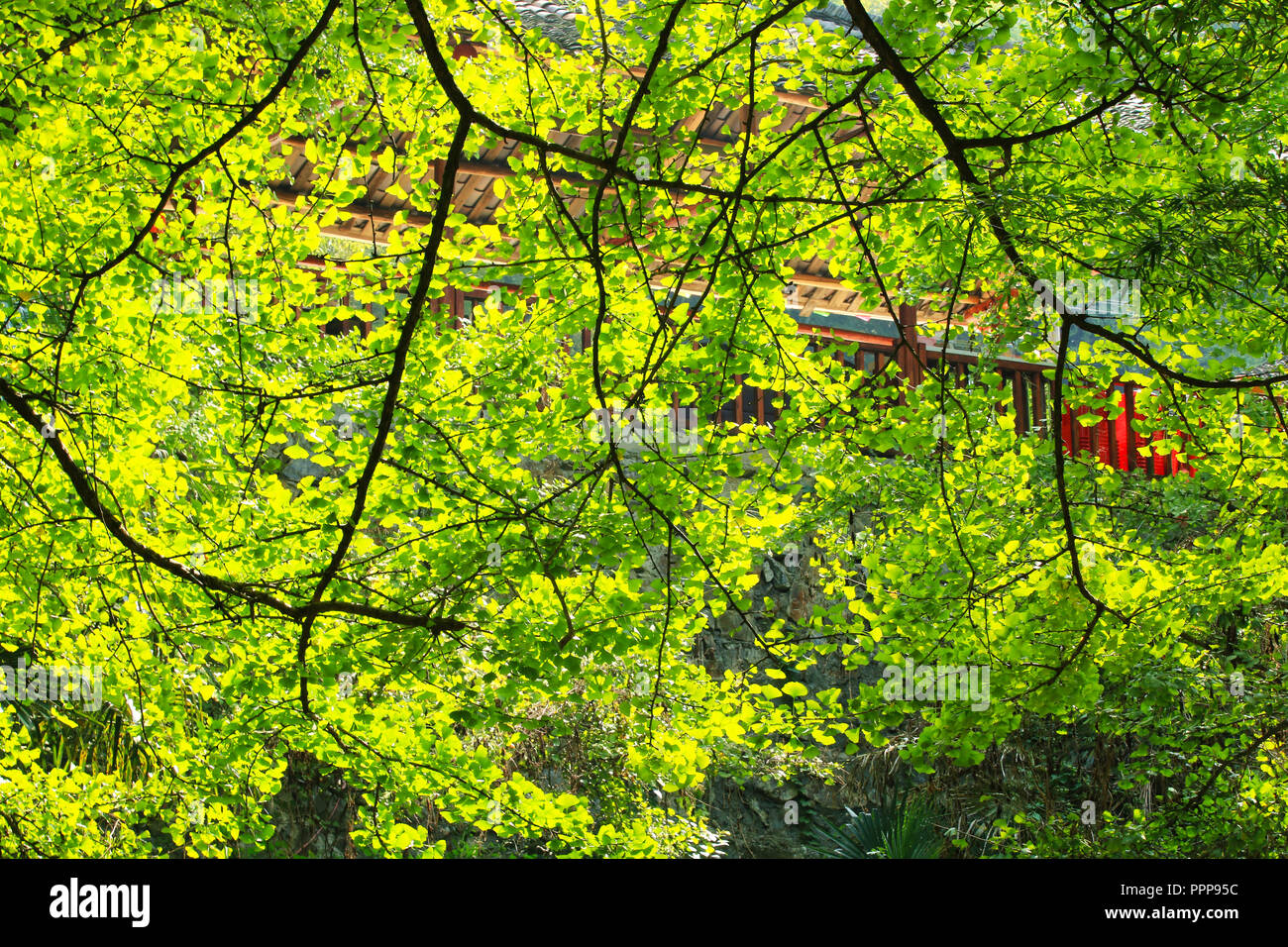 Ginkgo forest hi-res stock photography and images - Alamy