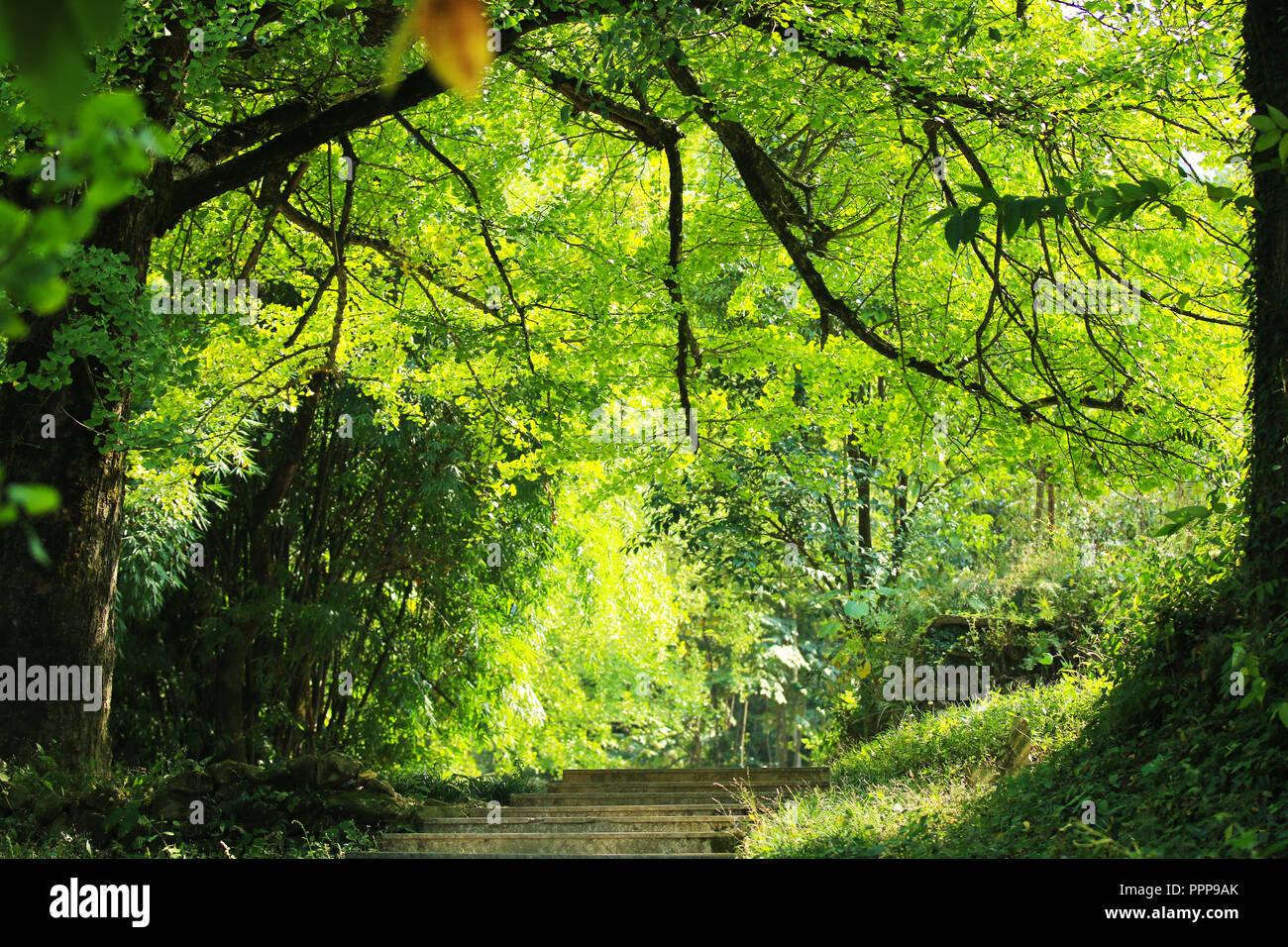 Ginkgo forest hi-res stock photography and images - Alamy