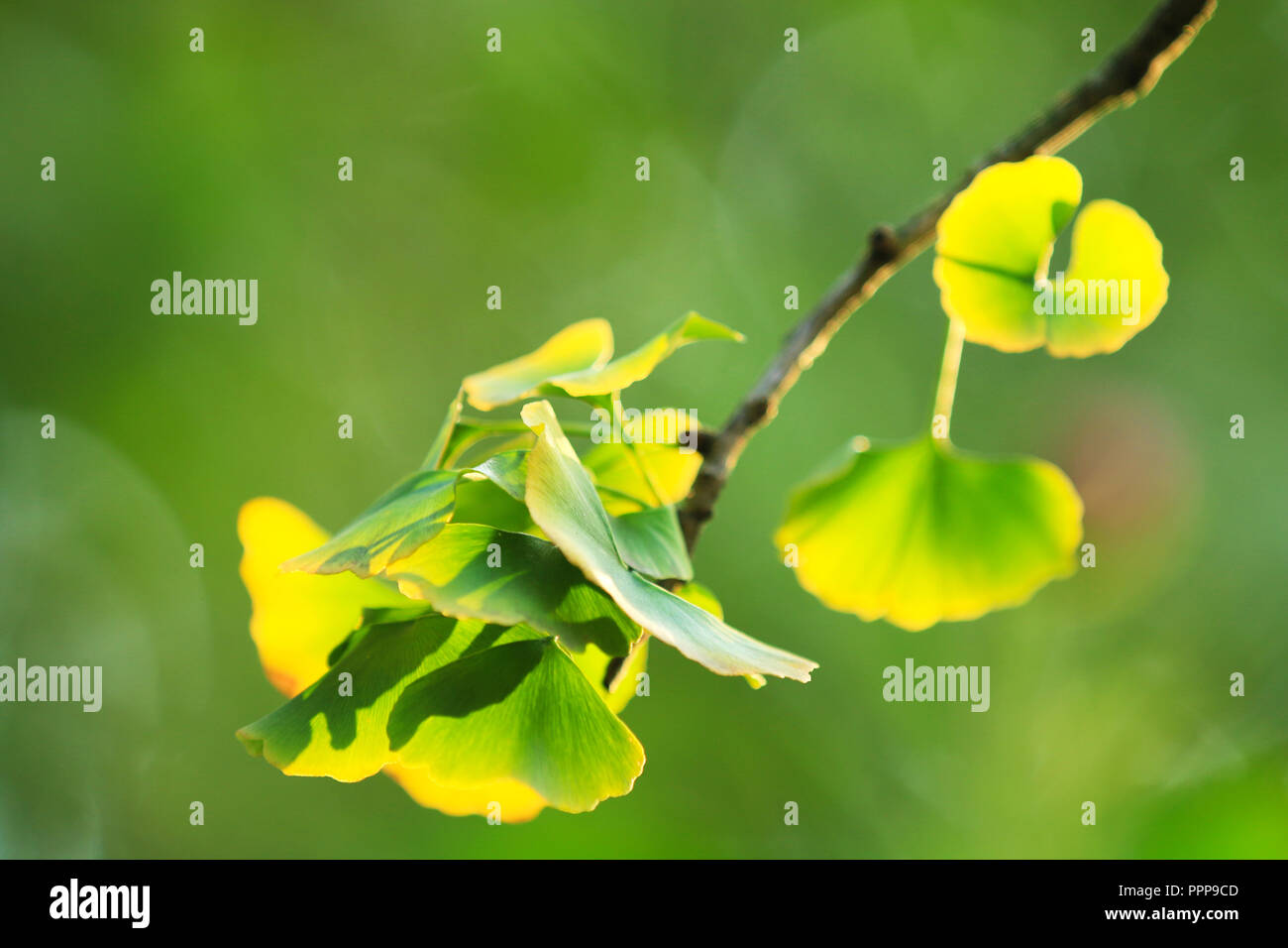 Ginkgo tree china high angle hi-res stock photography and images - Alamy
