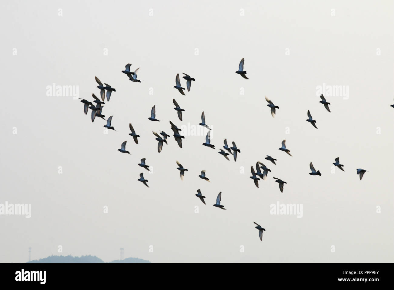 Pigeon flying high angle hi-res stock photography and images - Alamy