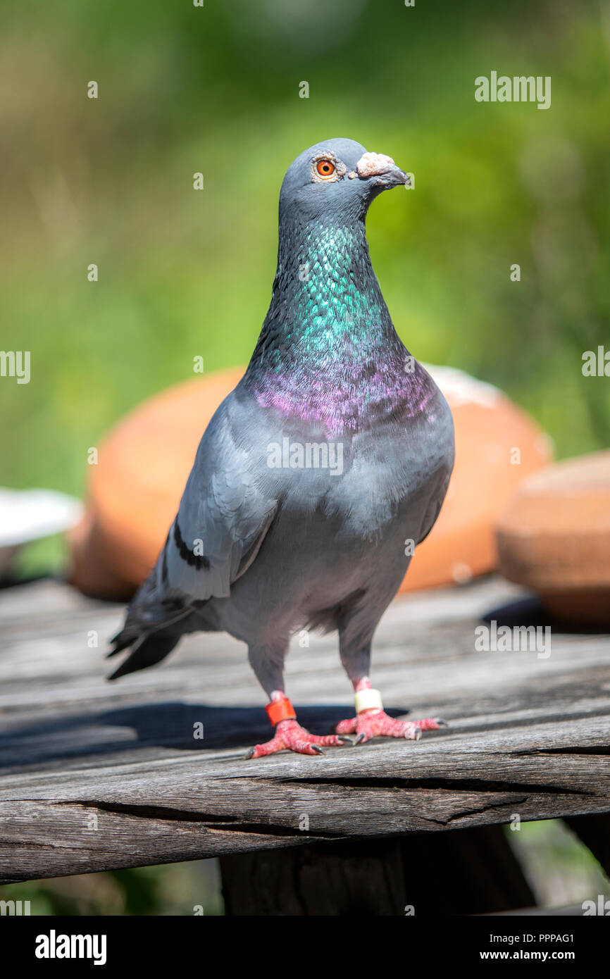 Pigeon racing loft hi-res stock photography and images - Alamy