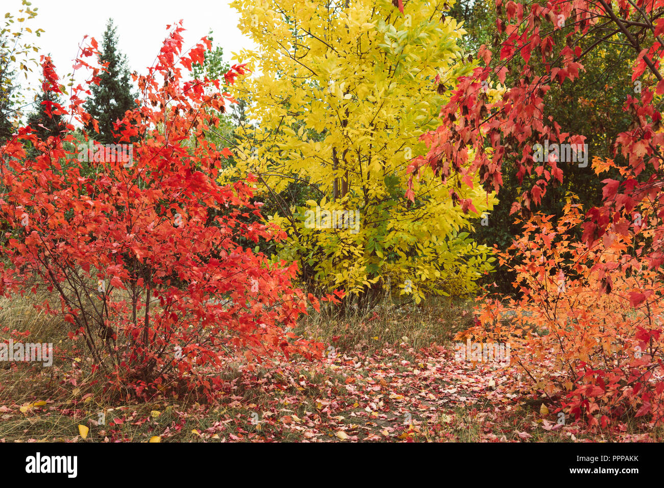 Collection of Beautiful Colorful Autumn Leaves green, yellow, orange ...