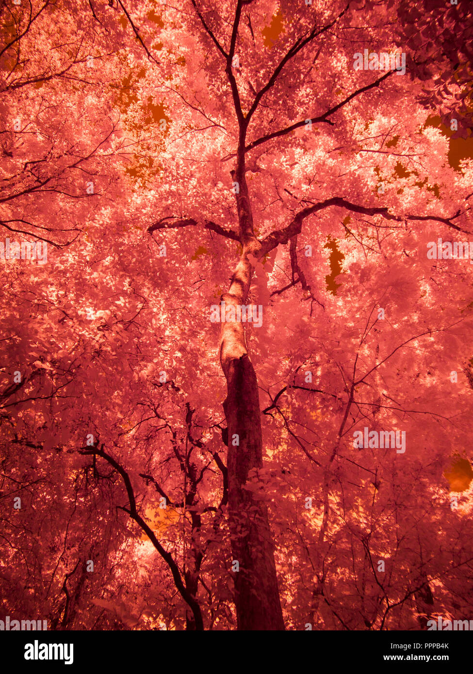 Infrared fine art photography : Tree , Leaves , Forest Stock Photo - Alamy